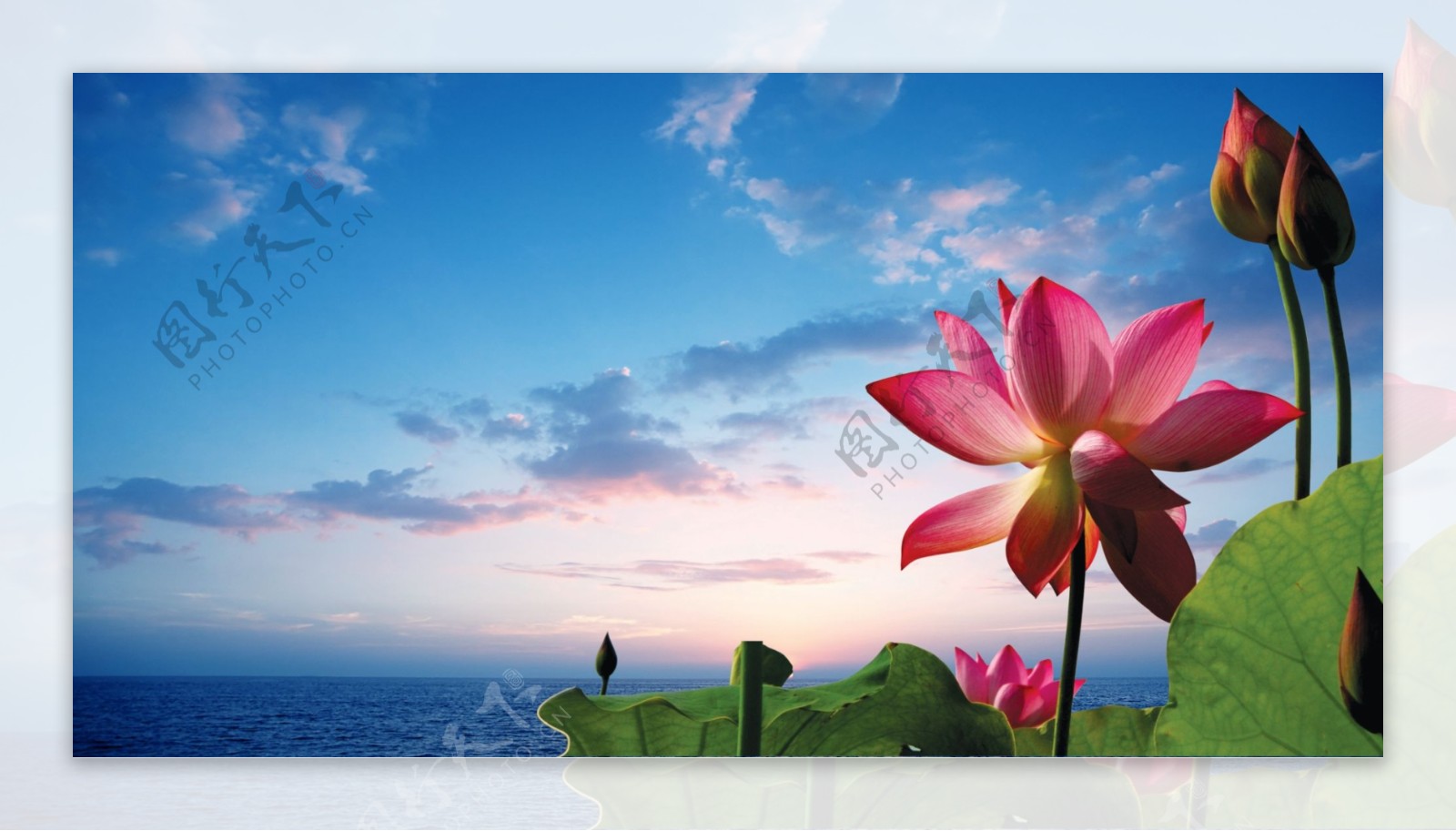 荷花荷叶蓝天白云图片素材-编号07201935-图行天下