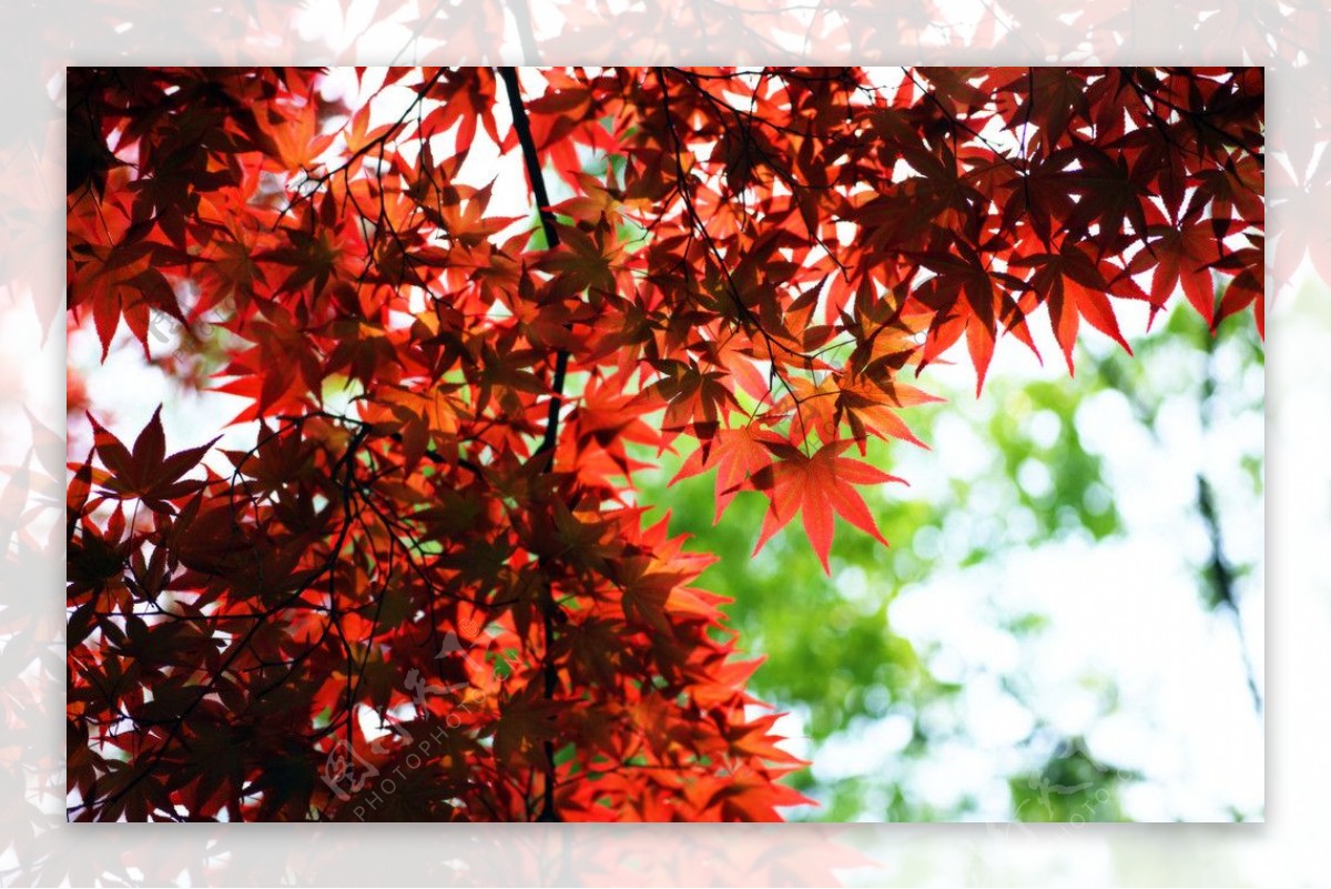 红色枫叶图片素材-编号09315945-图行天下