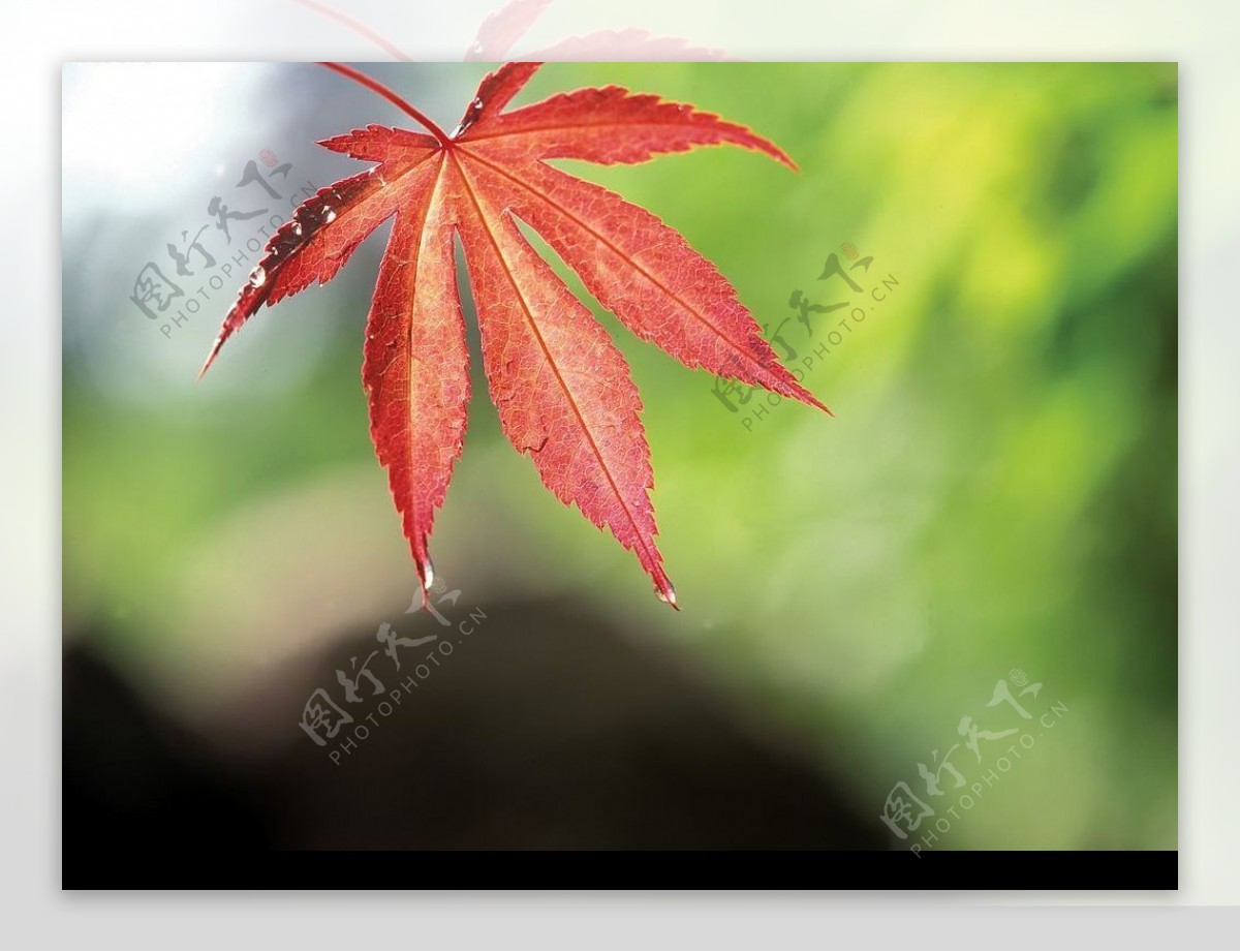 红色枫叶图片素材-编号09507275-图行天下