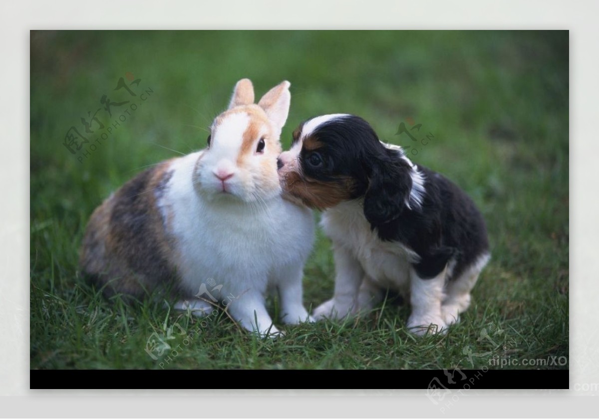 狗和兔子图片素材-编号09942955-图行天下