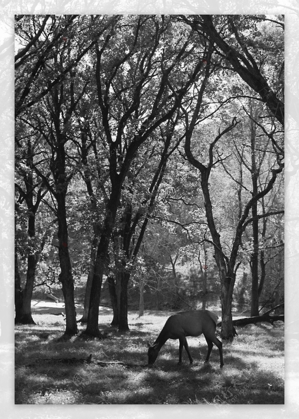 森林风光图片素材-编号12570115-图行天下