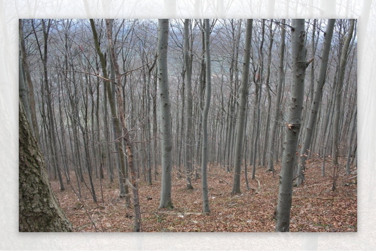 森林图片素材-编号12631035-图行天下