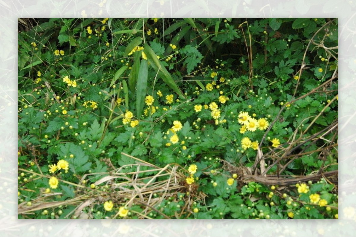 花草图片素材-编号12669395-图行天下
