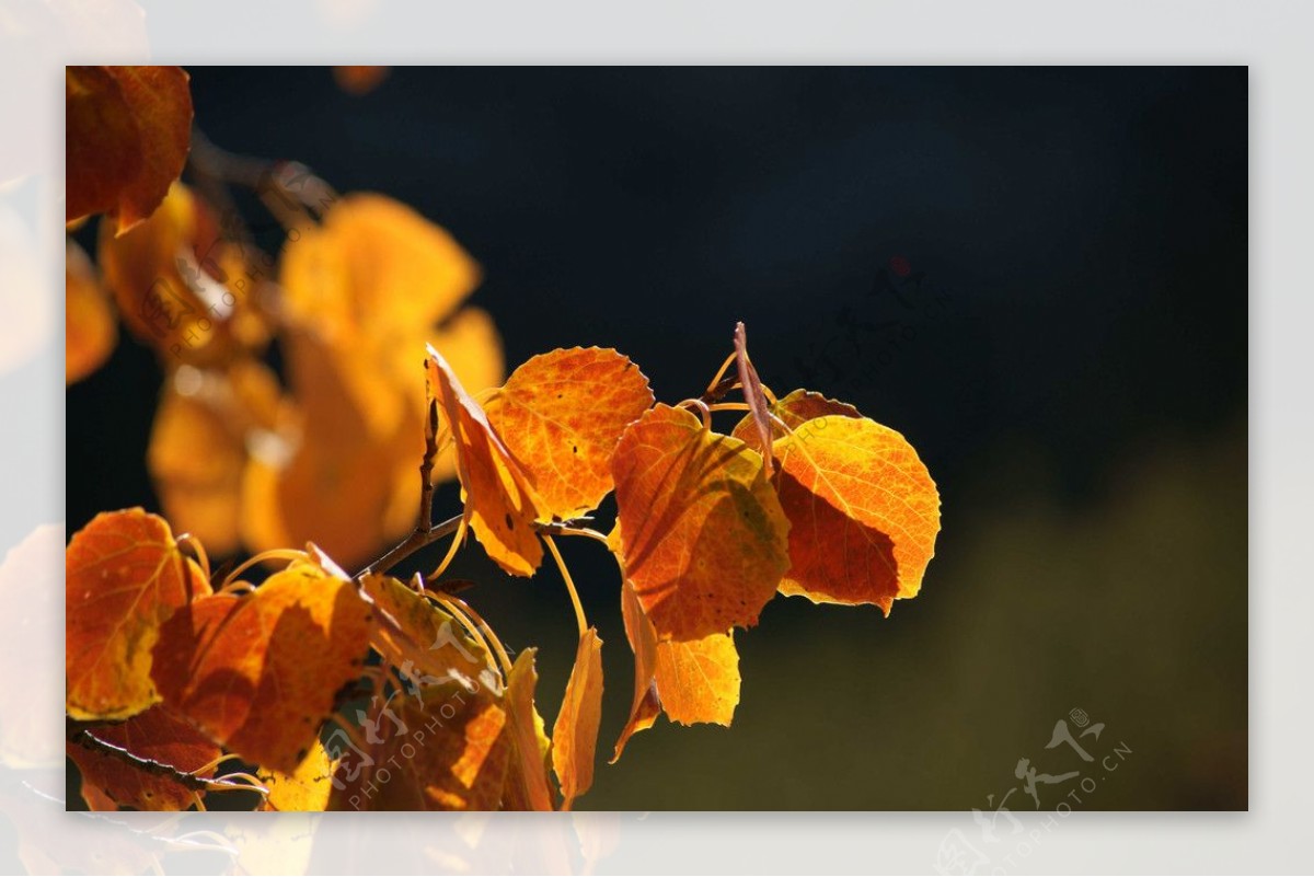 深秋图片素材-编号12684605-图行天下