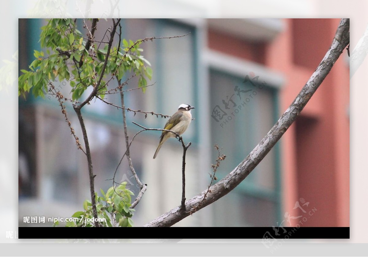 眺望图片素材-编号14243645-图行天下