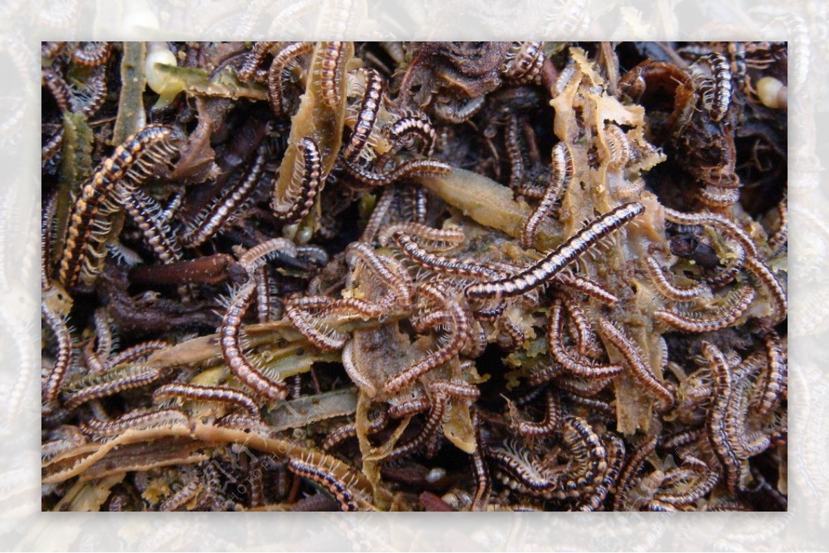 千足虫图片素材-编号14351985-图行天下