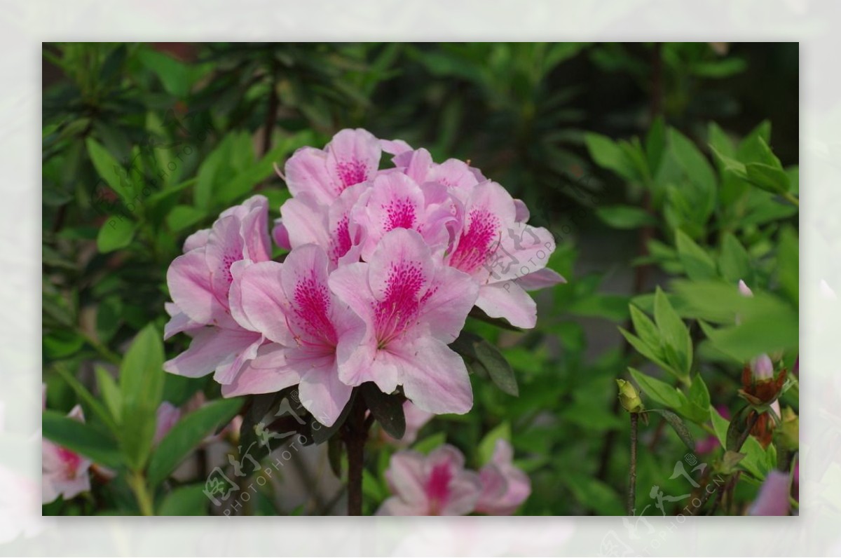 杜鹃花图片素材-编号14560265-图行天下