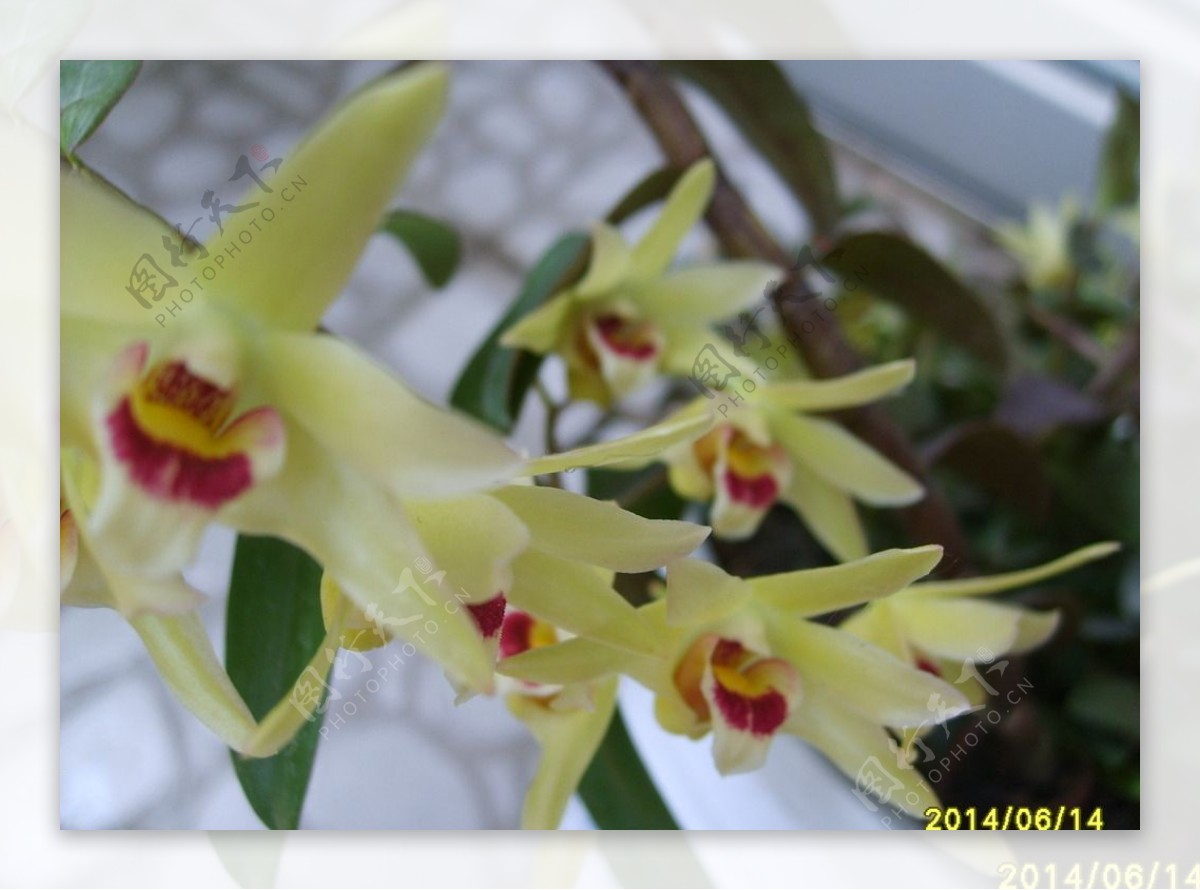 铁皮枫斗图片素材-编号15090385-图行天下