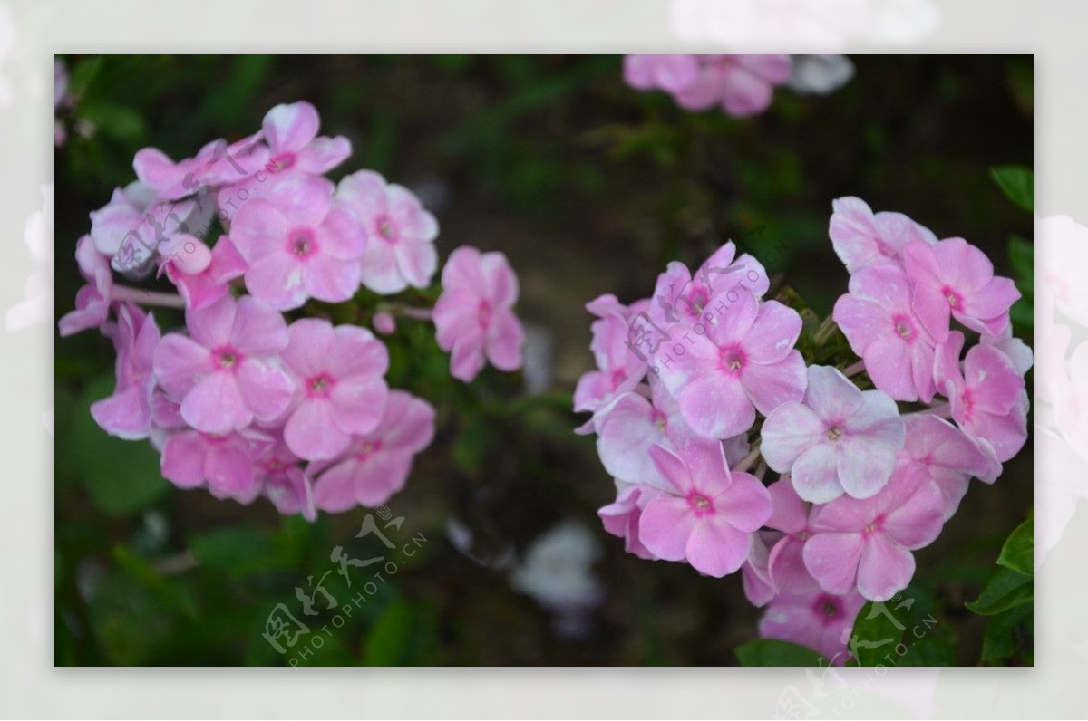 美女樱图片素材-编号15492645-图行天下