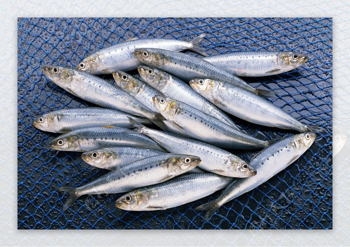 沙丁鱼图片素材-编号15804085-图行天下