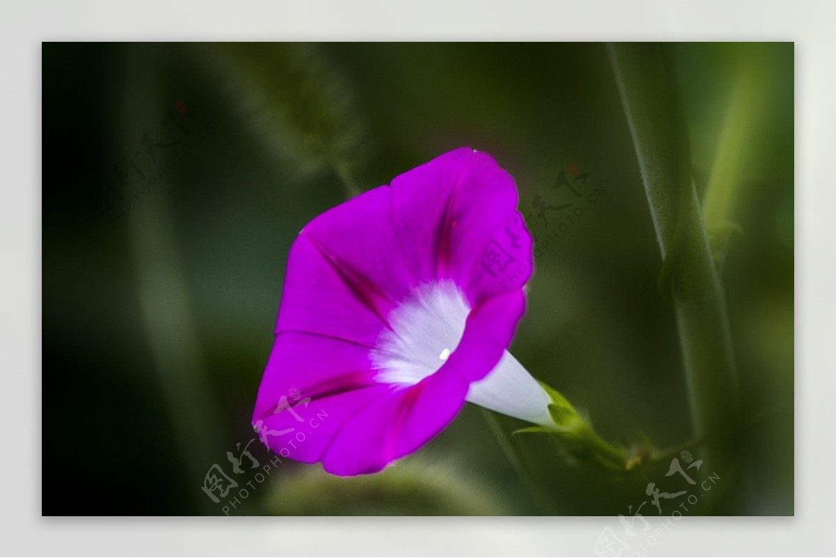 牵牛花图片素材-编号15832315-图行天下