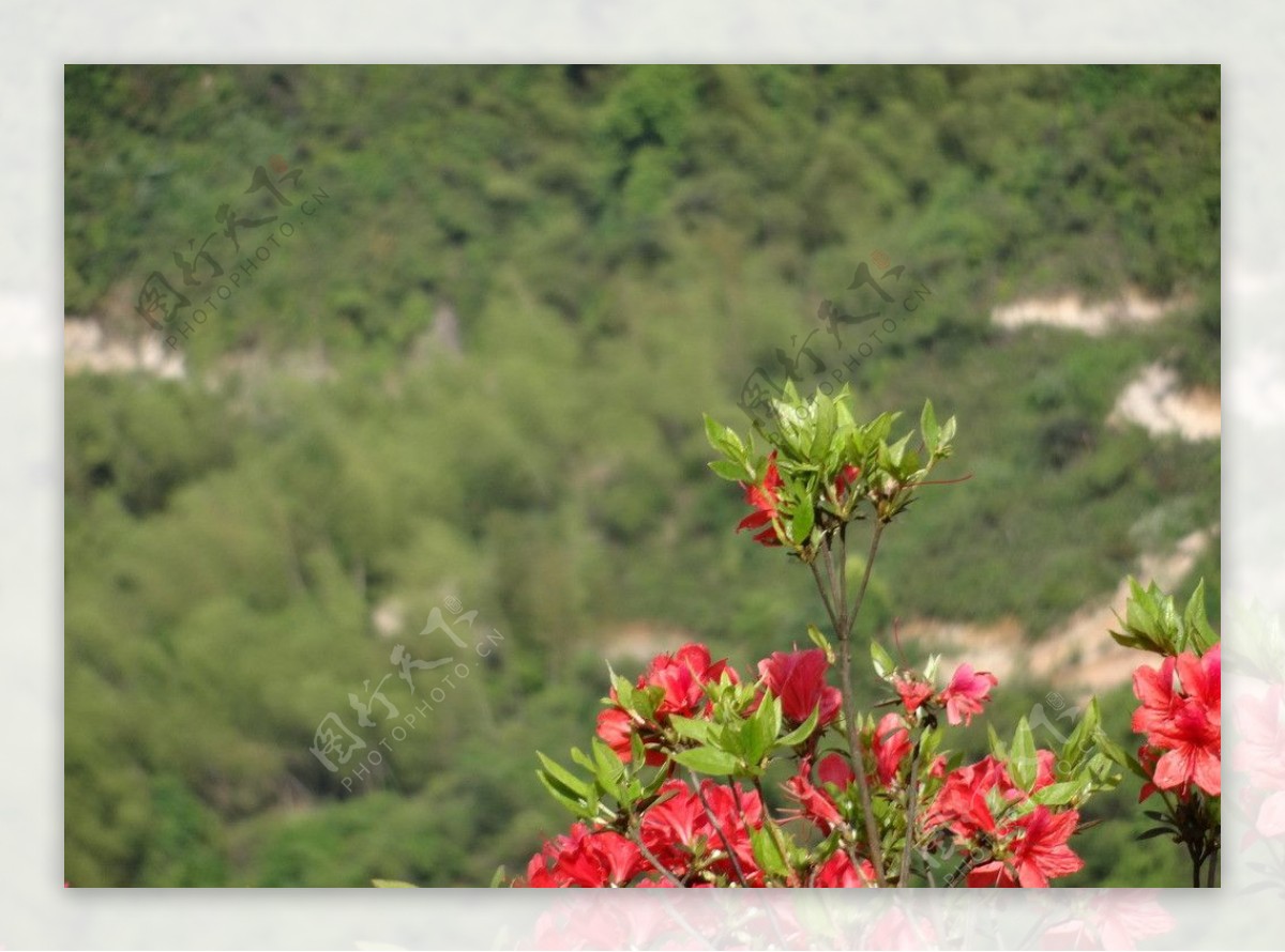 映山红图片素材-编号16084735-图行天下