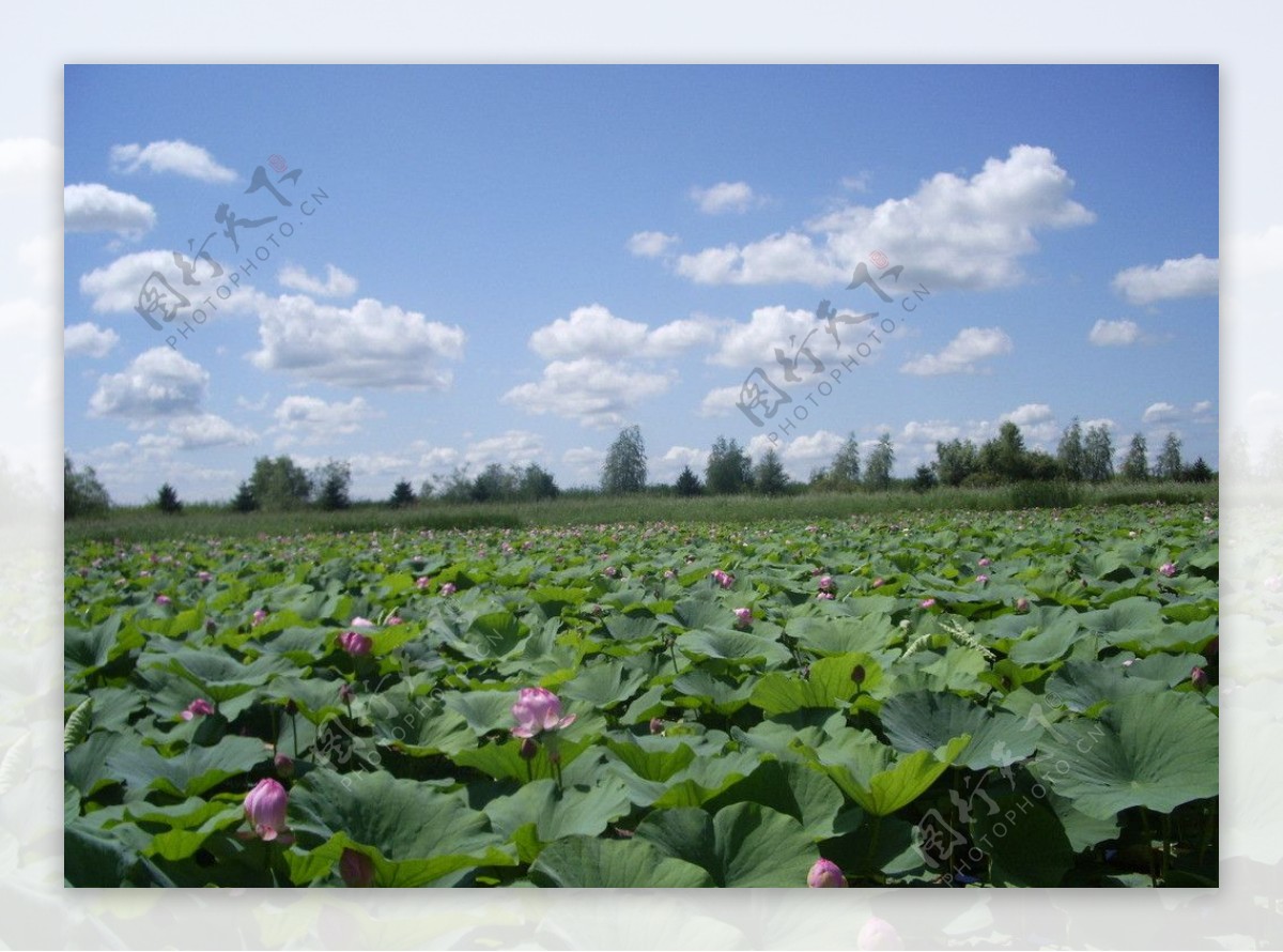 荷塘图片素材-编号16325805-图行天下