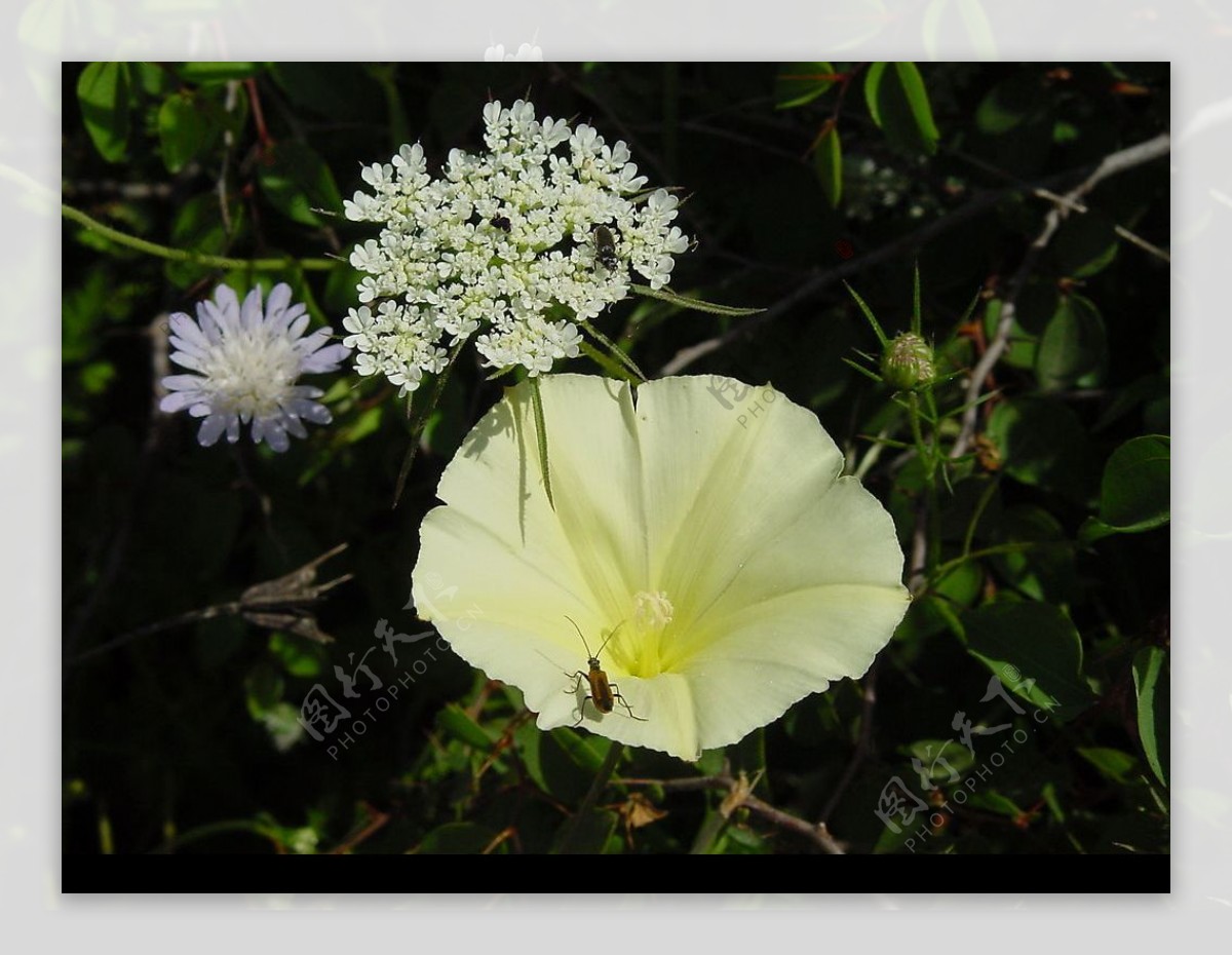 花卉植物图片素材-编号16675665-图行天下