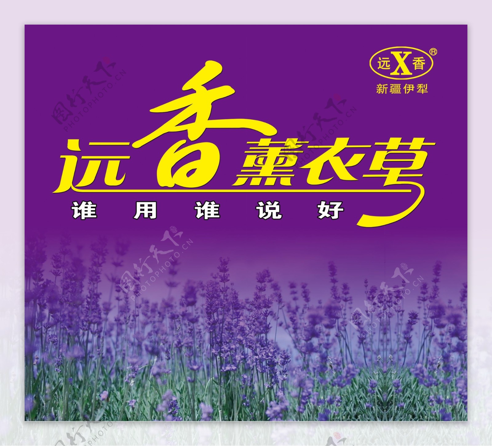 背景墙薰衣草图片素材-编号19418615-图行天下