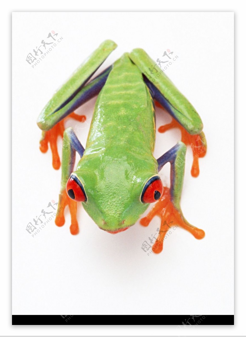 动物表情0166图片素材-编号20004345-图行天下