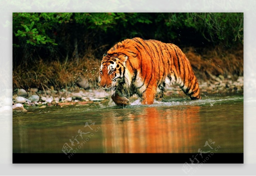 珍稀动物0171图片素材-编号20179695-图行天下