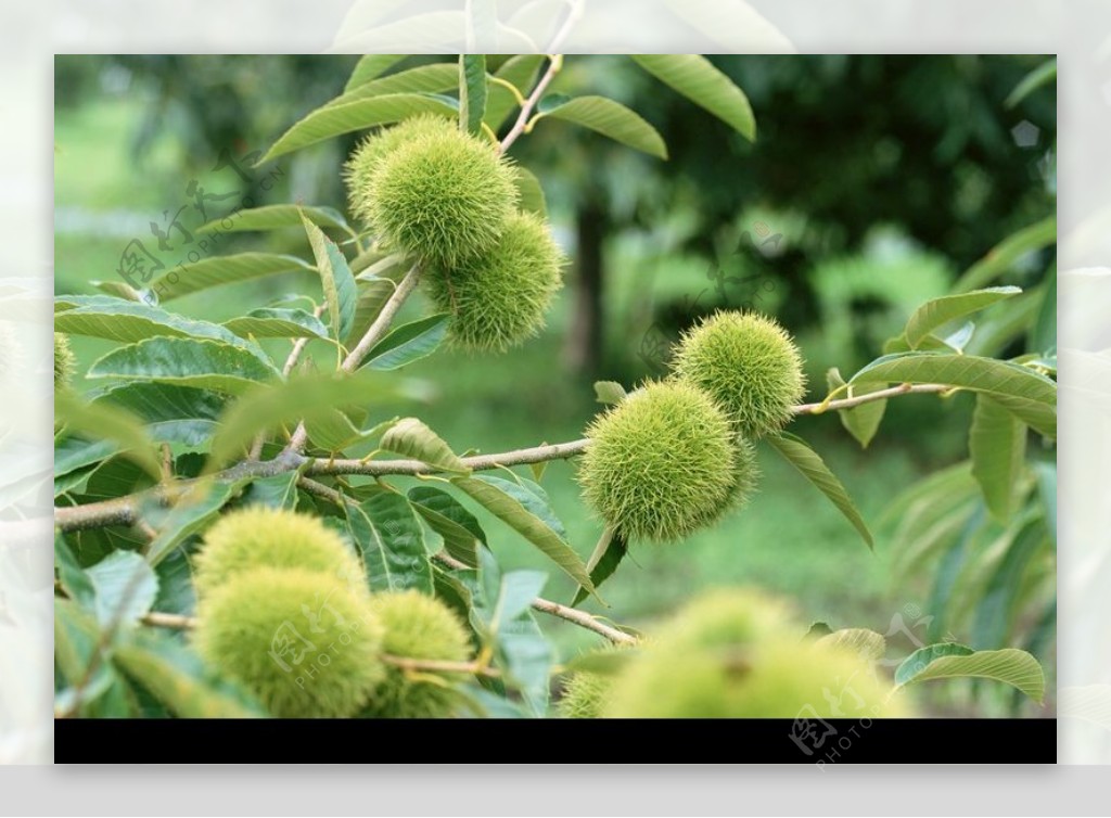 水果天地0185图片素材-编号20233625-图行天下