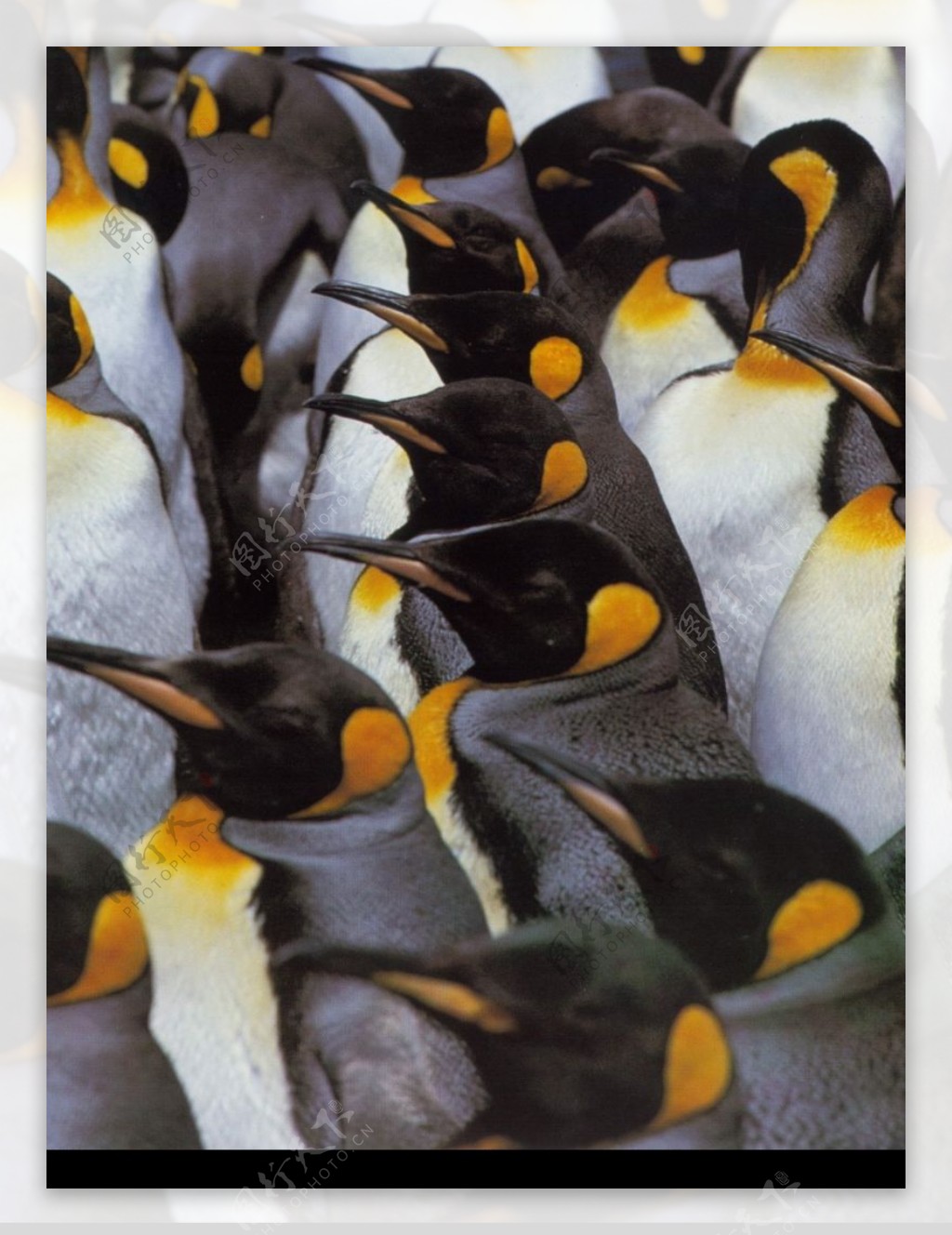 企鹅世界0164图片素材-编号20275035-图行天下