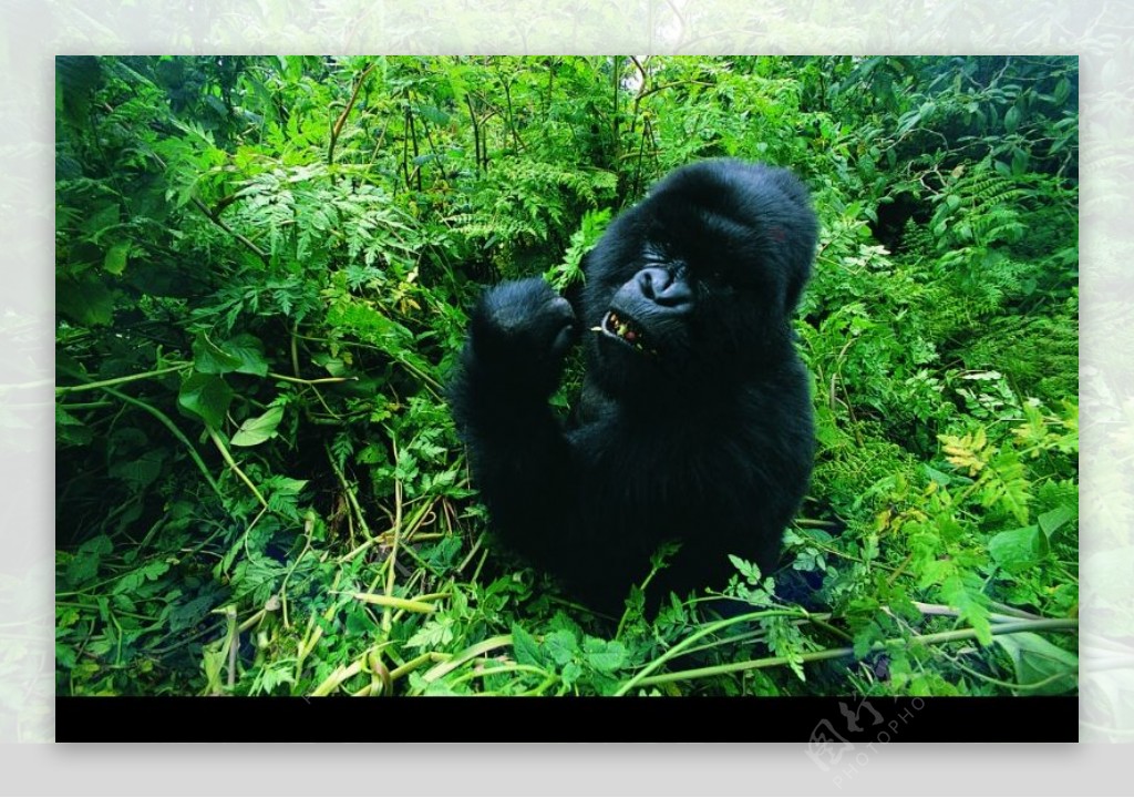 猿科动物0087图片素材-编号20321145-图行天下