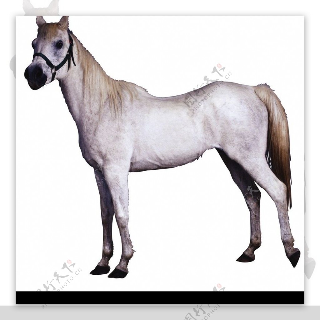 马0029图片素材-编号20413705-图行天下