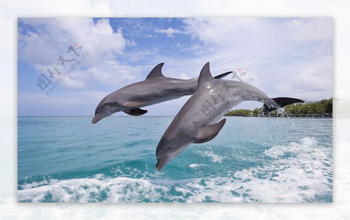 海豚图片素材-编号23435605-图行天下