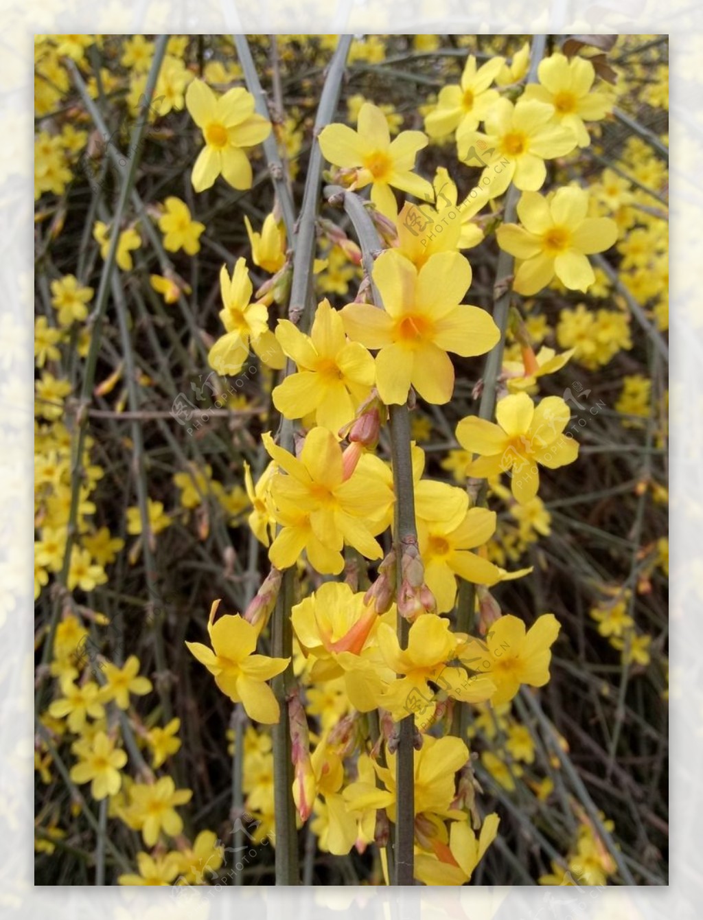 迎春花图片素材-编号24105665-图行天下
