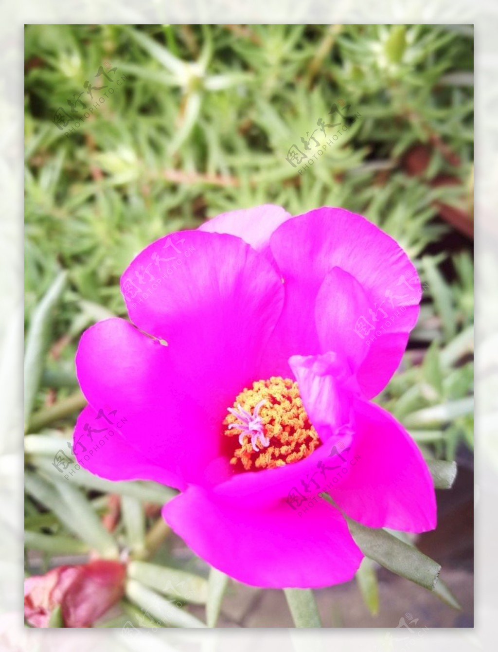 太阳花图片素材-编号30377485-图行天下