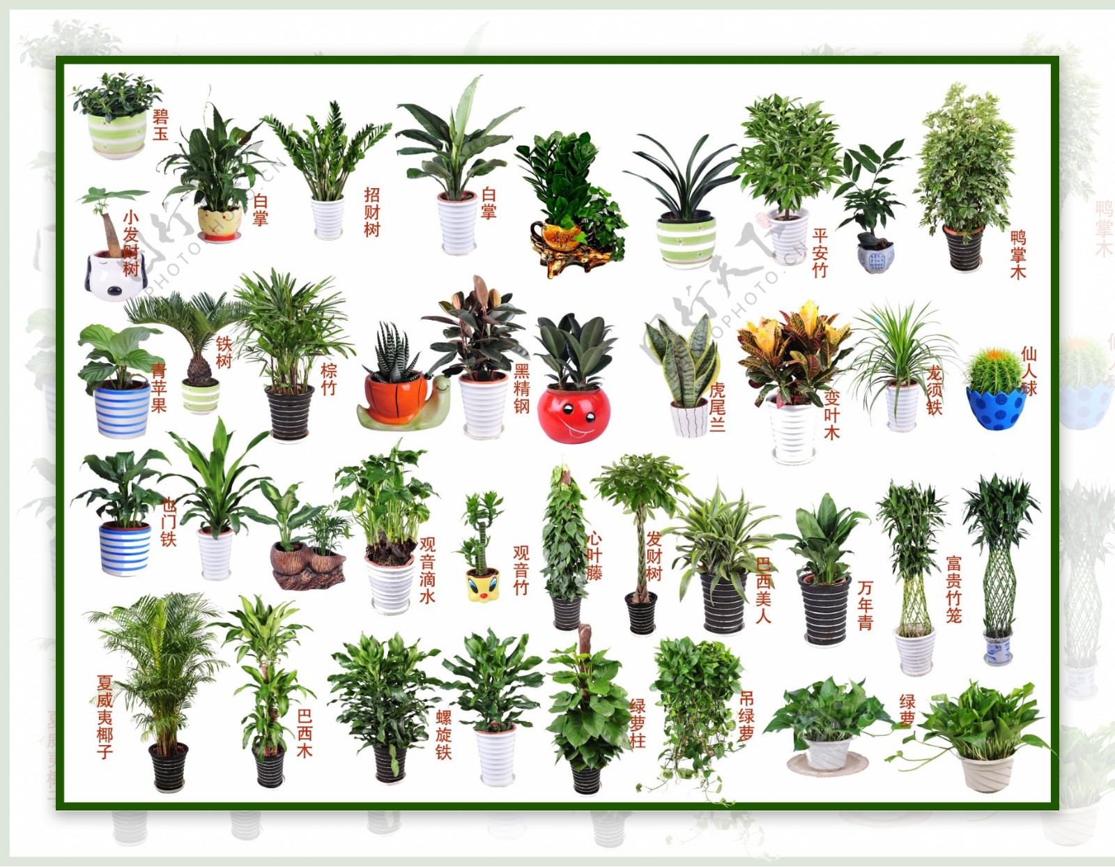 盆栽图片素材-编号32241465-图行天下