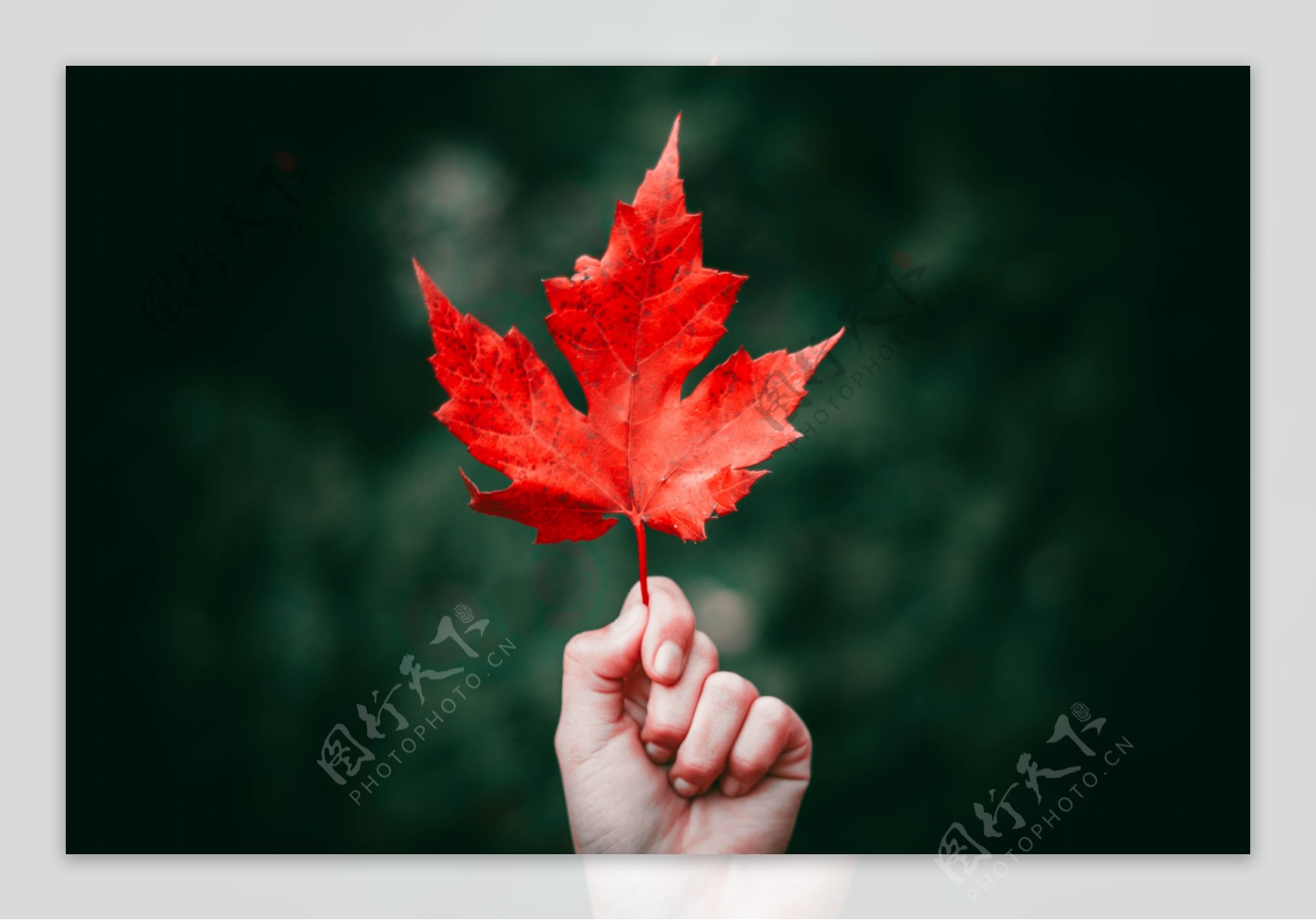 红色枫叶图片素材-编号33030875-图行天下