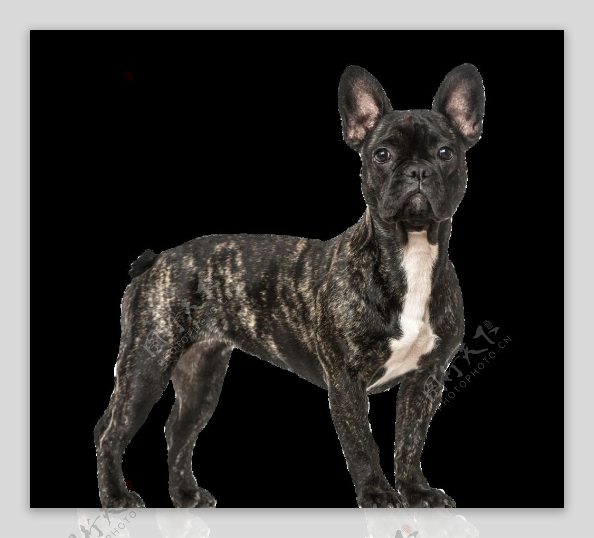 宠物狗高清抠图图片素材-编号33474695-图行天下